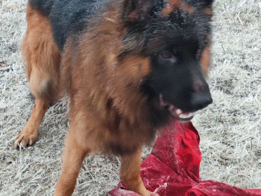 Немецкая овчарка вязка