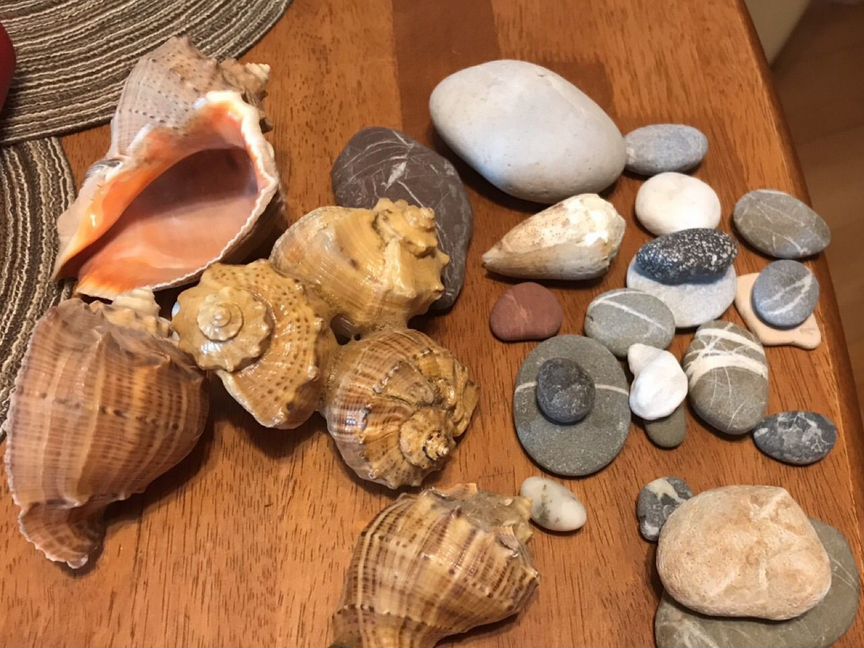 Морские раковины и морские камни цена за все