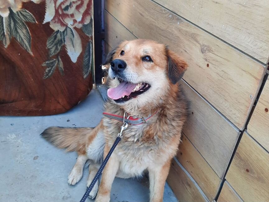 Миша 2 года очень ищет дом