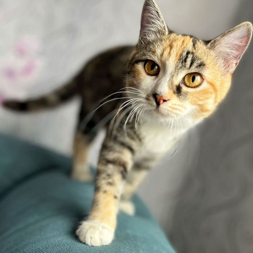 Котёнок в добрые руки