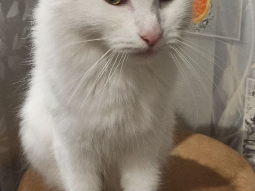 Кошечка "Снежинка"