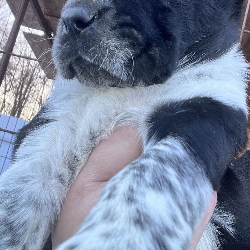 Среднеазиатская овчарка, алабай, щенки алабая