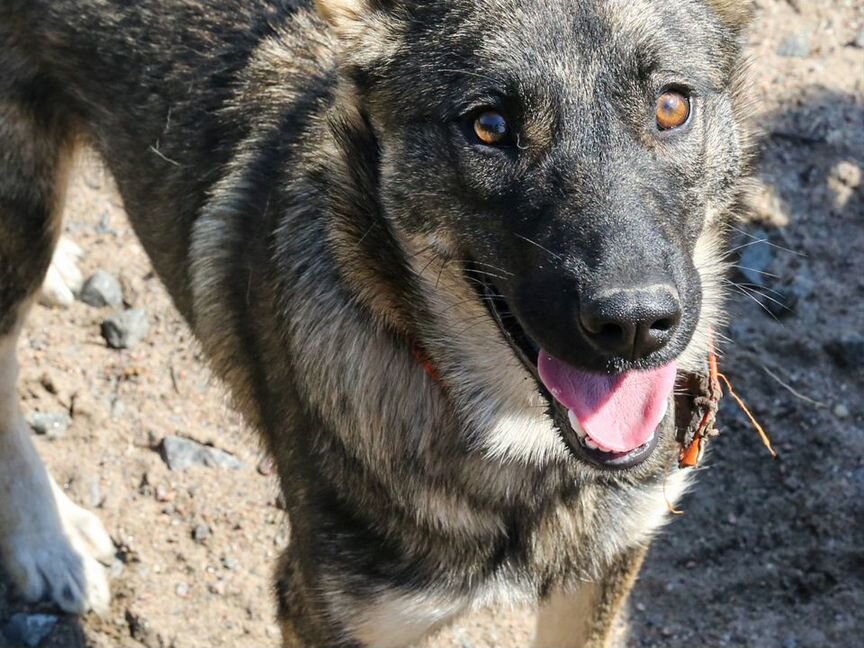 Чудесная Адель ищет дом