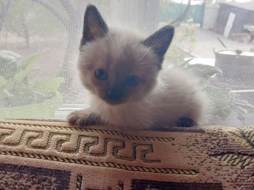 Котенок в добрые руки