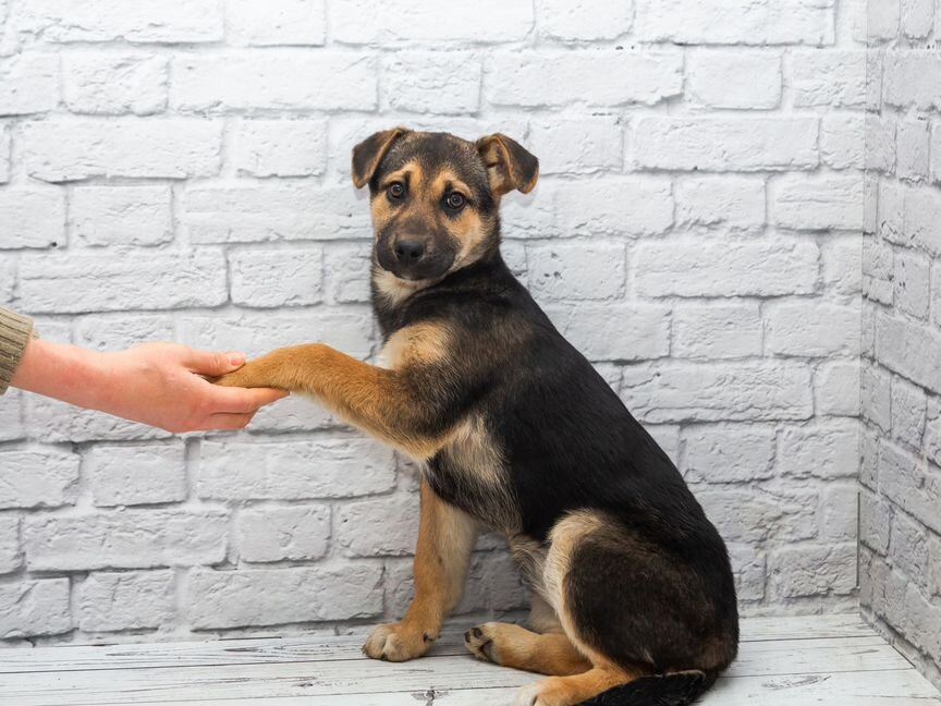 Щенок ищет дом