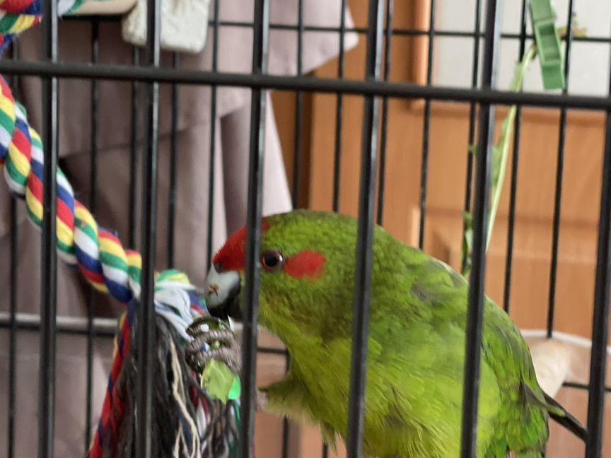 Попугай какарик