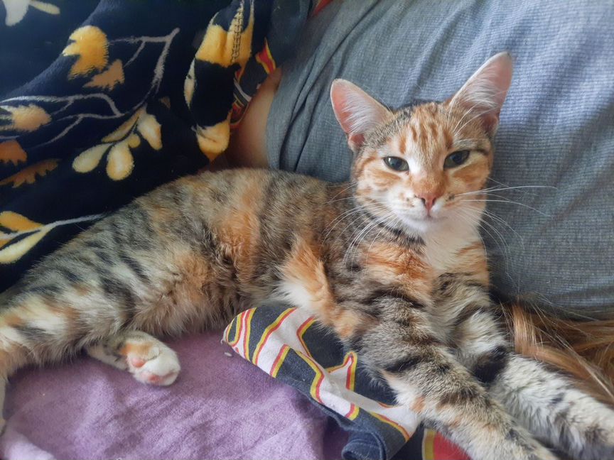 Чудесная котейка ищет своего человека