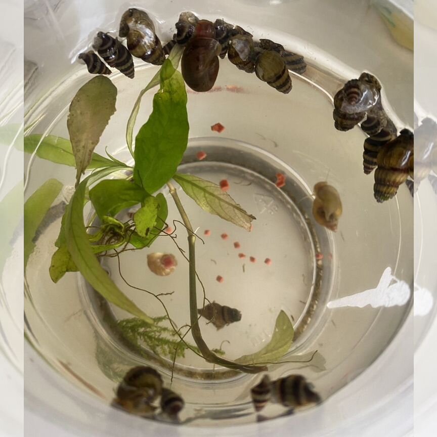 Улитка Хилена