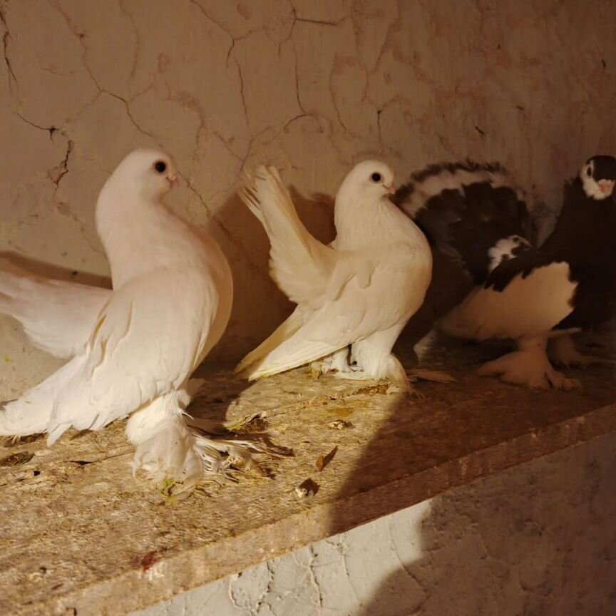 Статные голуби