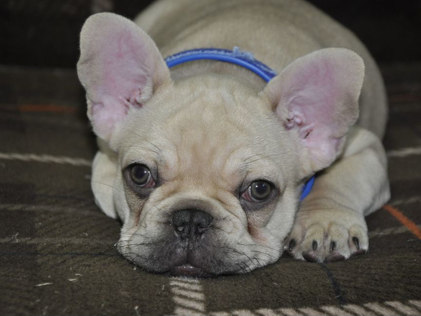 Добрый, спокойный, воспитанный, ласковый мальчик