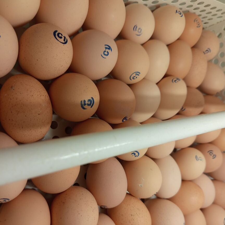 Яйцо инкубационное