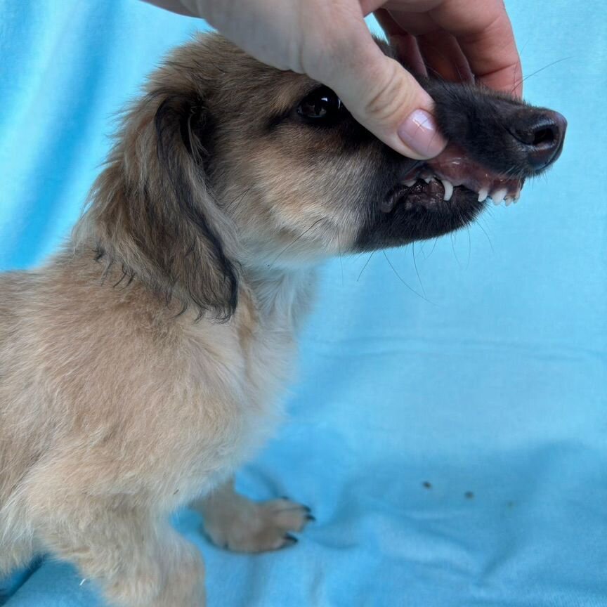 Щенок девочка в добрые руки