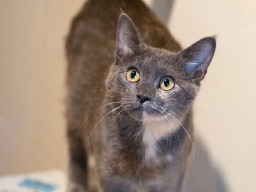 Ласковая трехцветка Грушенька в поисках дома