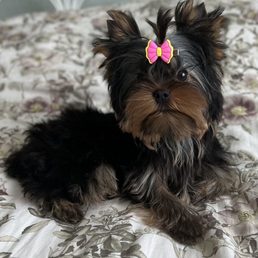 Йоркширский терьер девочка