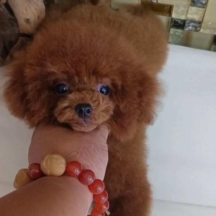 Тедди пудель мальчик импорт Китай