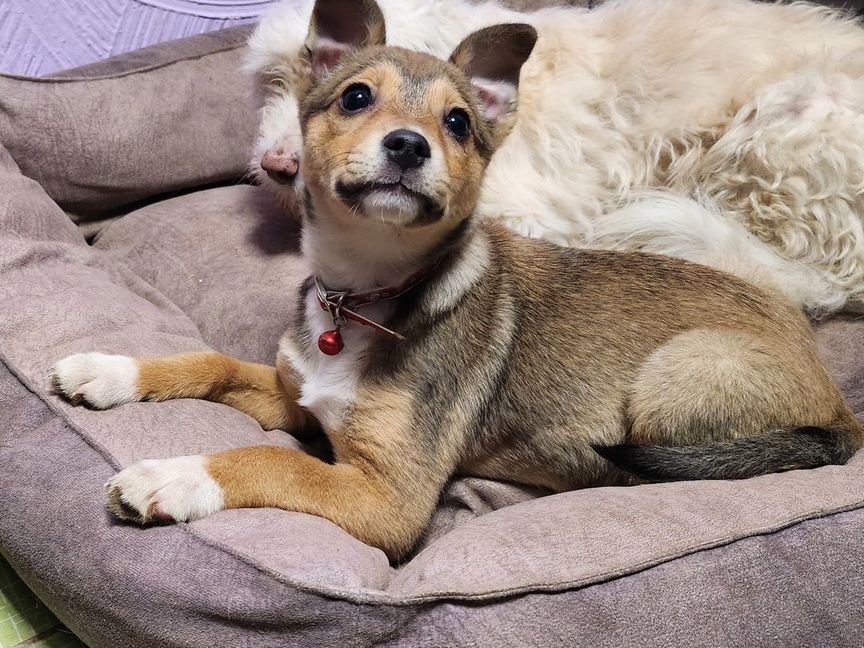 Маленький щеночек Микки в добрые руки