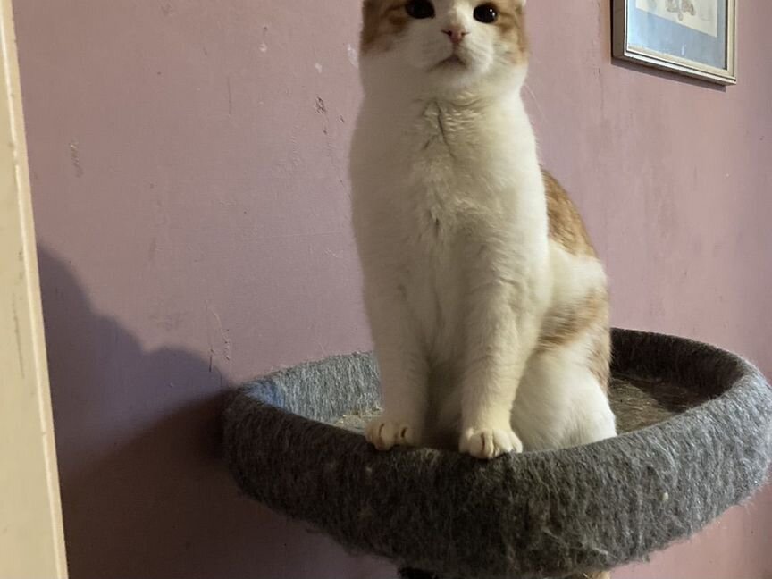 Кот Борис