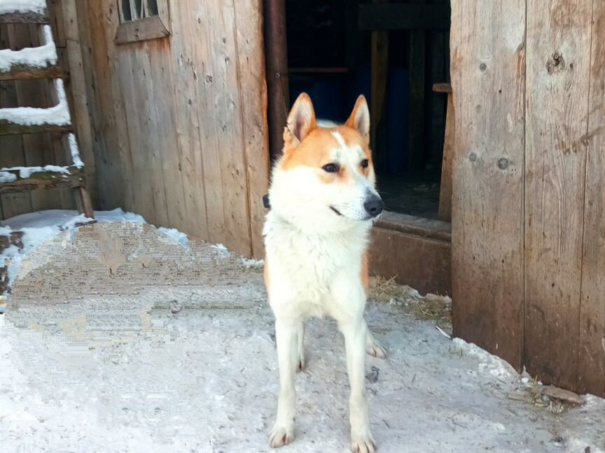 Продам молодого кобеля зсл