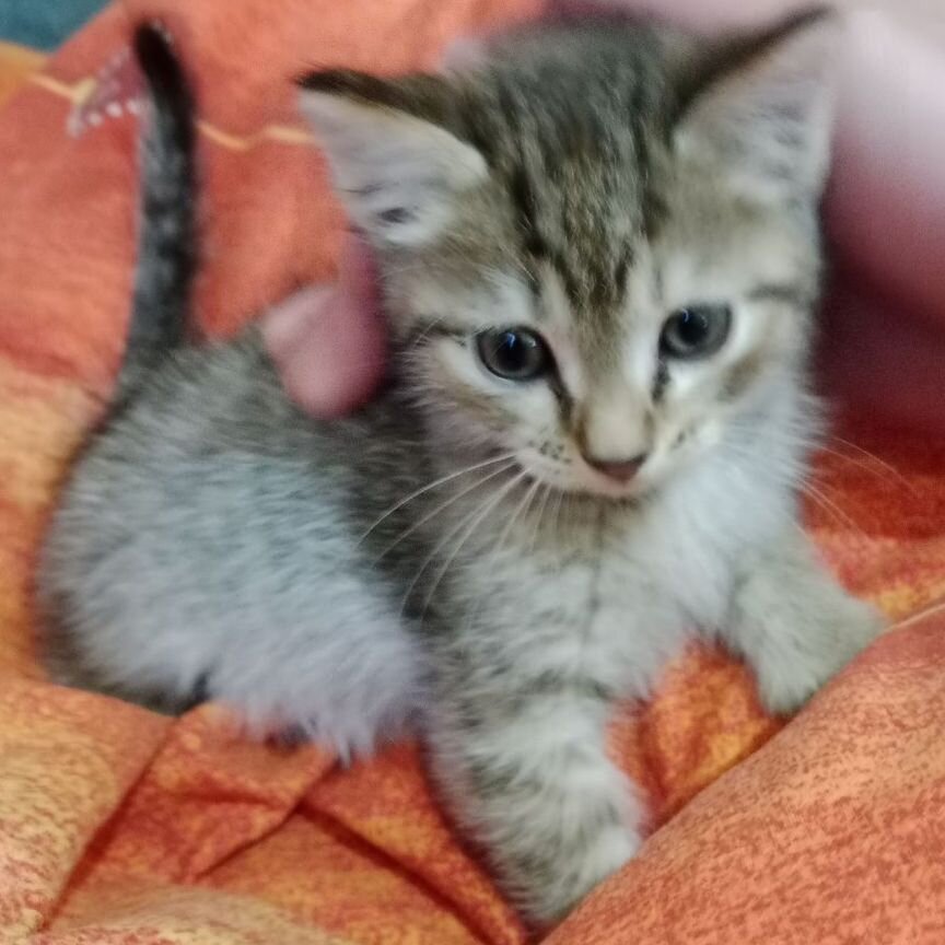 Котёнок в добрые руки