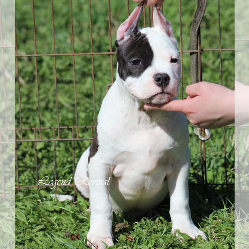 Американский стаффордширский терьер, щенок