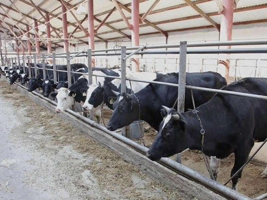 Привязи из цепей для коров