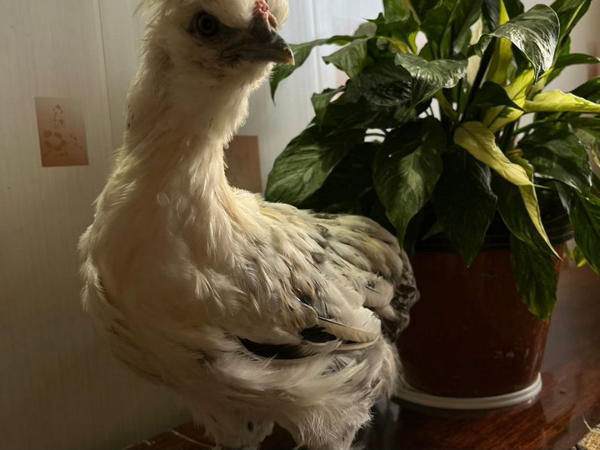 Китайские сатиновые