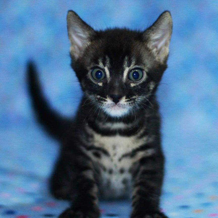 Черные бенгалы (розетка)