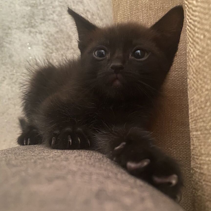 Котёнок в добрые руки