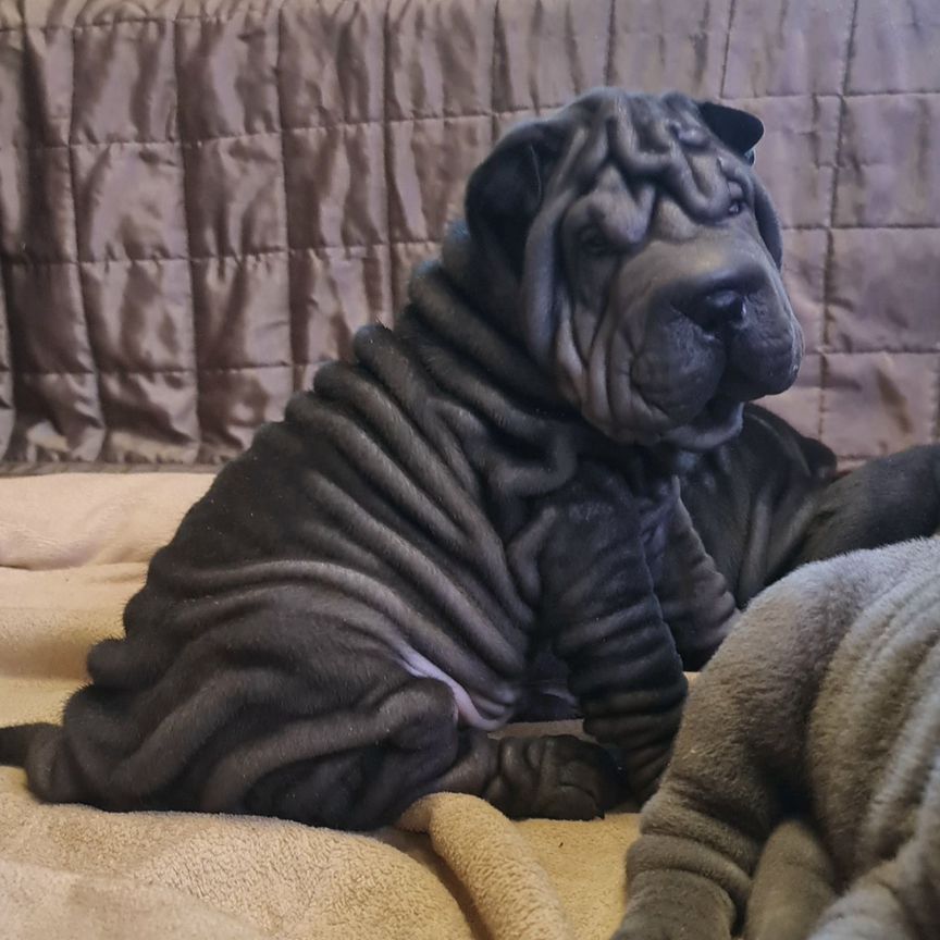 Велюровый красавец