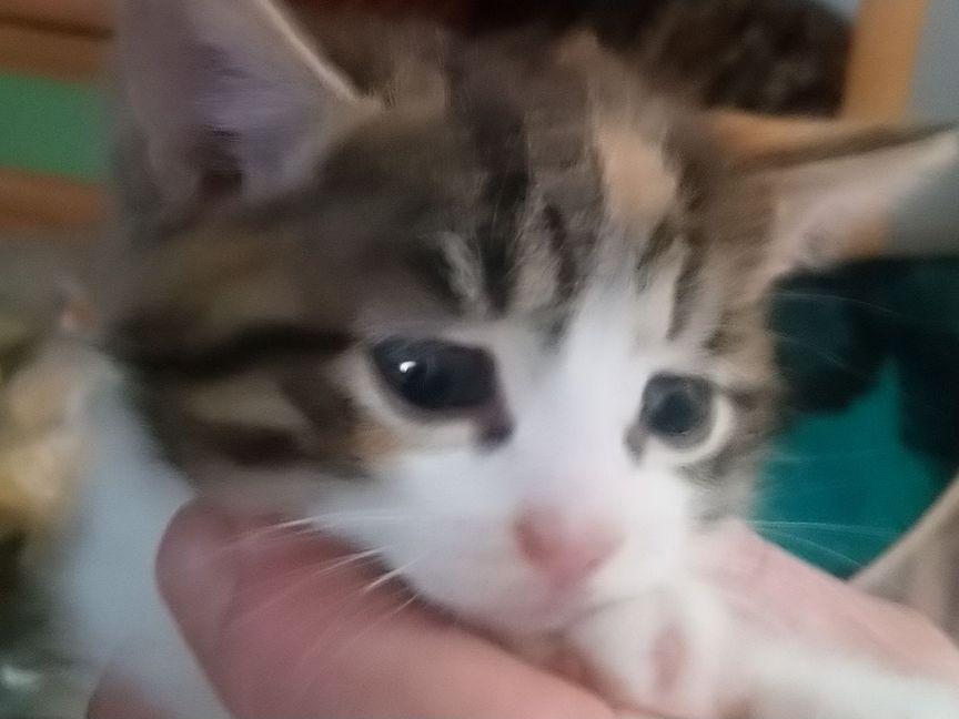 Кошка