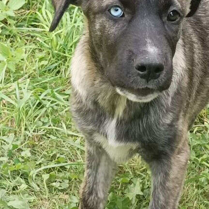 Щенок-подросток в добрые руки (Химера)