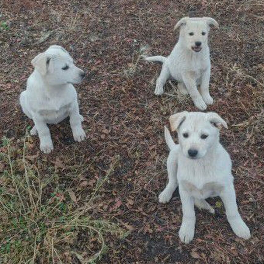 Щенок в добрые руки