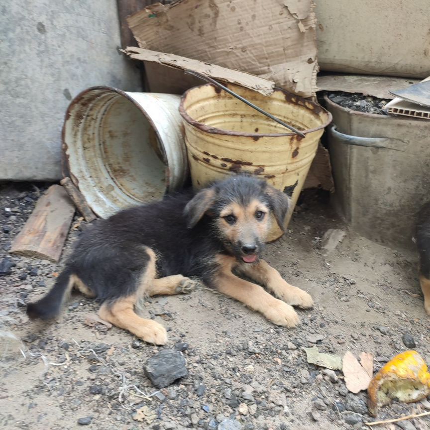 Щеночки ищут хозяев :)