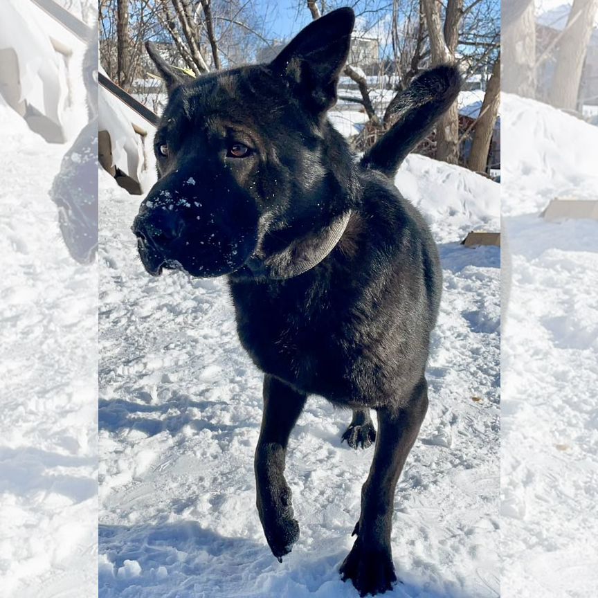 Взрослая собака в добрые руки