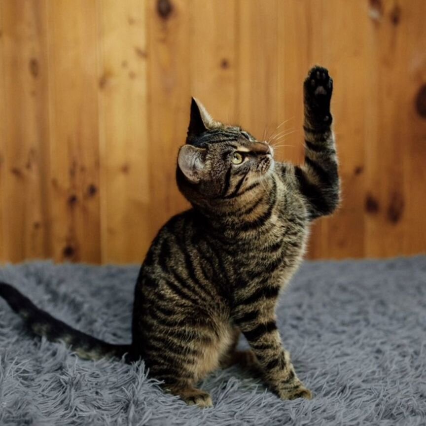 Разговорчивый котенок