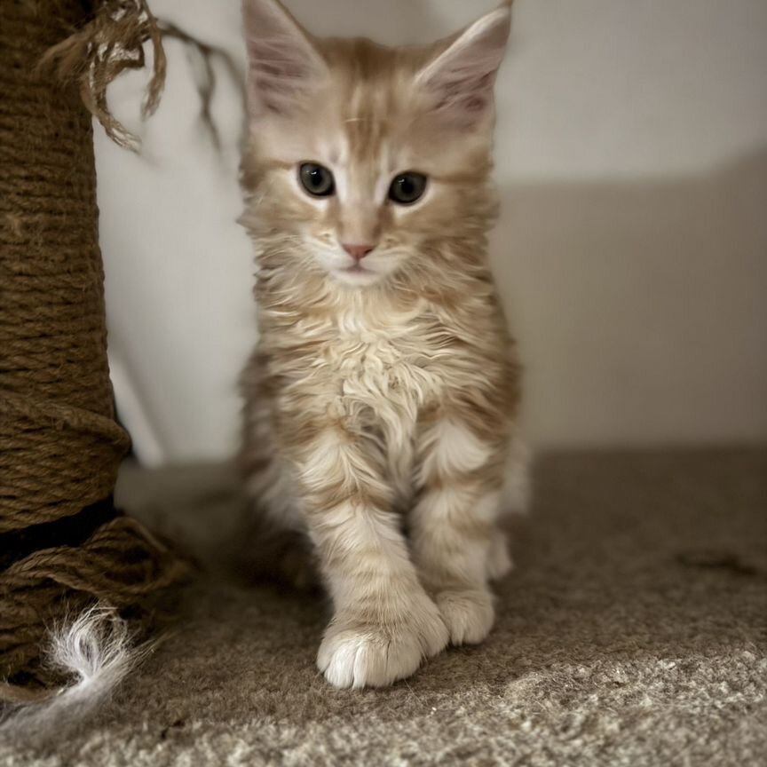 Мейн-кун котёнок