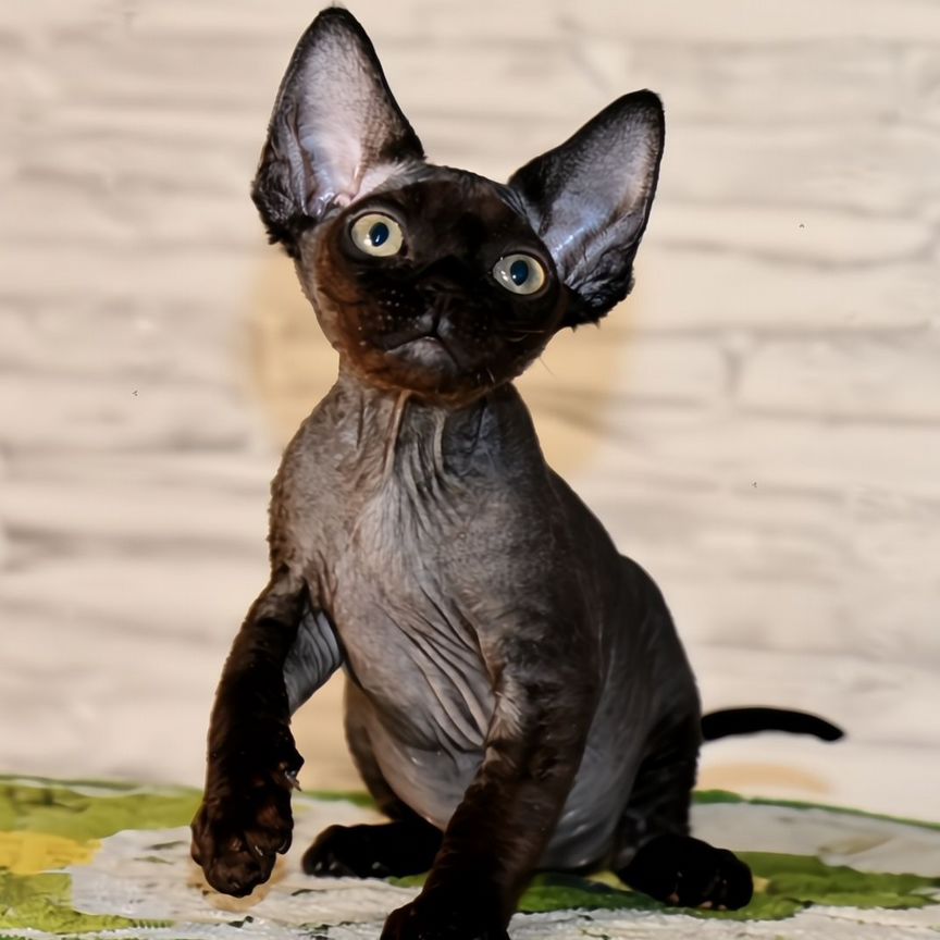 Девон-рекс котёнок