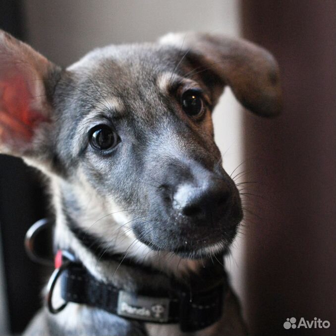 Очаровательный щенок Славик в добрые руки