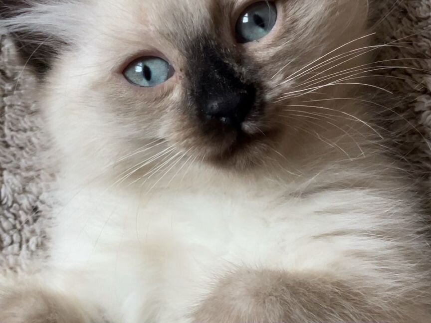 Котенок (девочка) смесь невской маскарадной