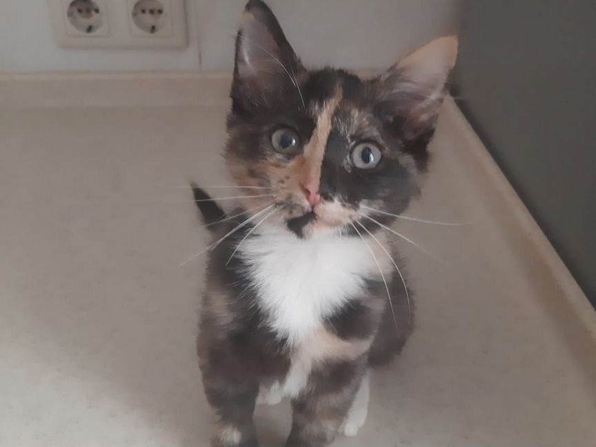 Трехцветное чудо - на удачу