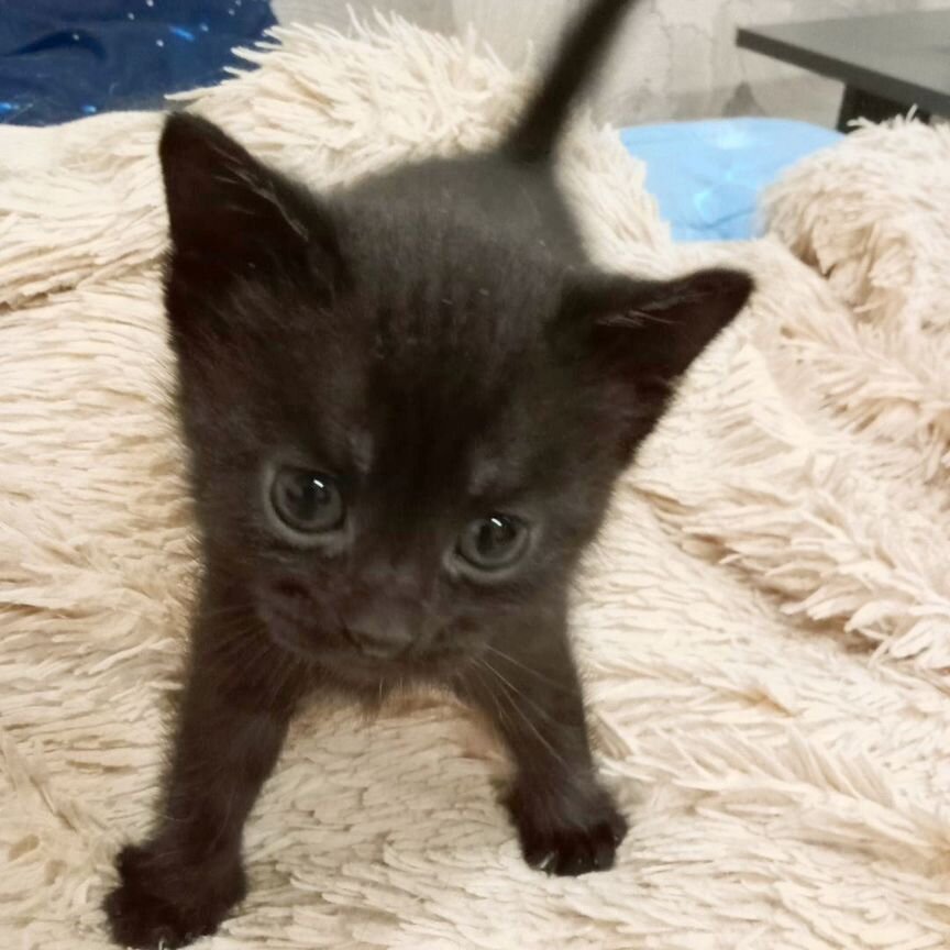 Котик отдаю в добрые руки 1 месяц