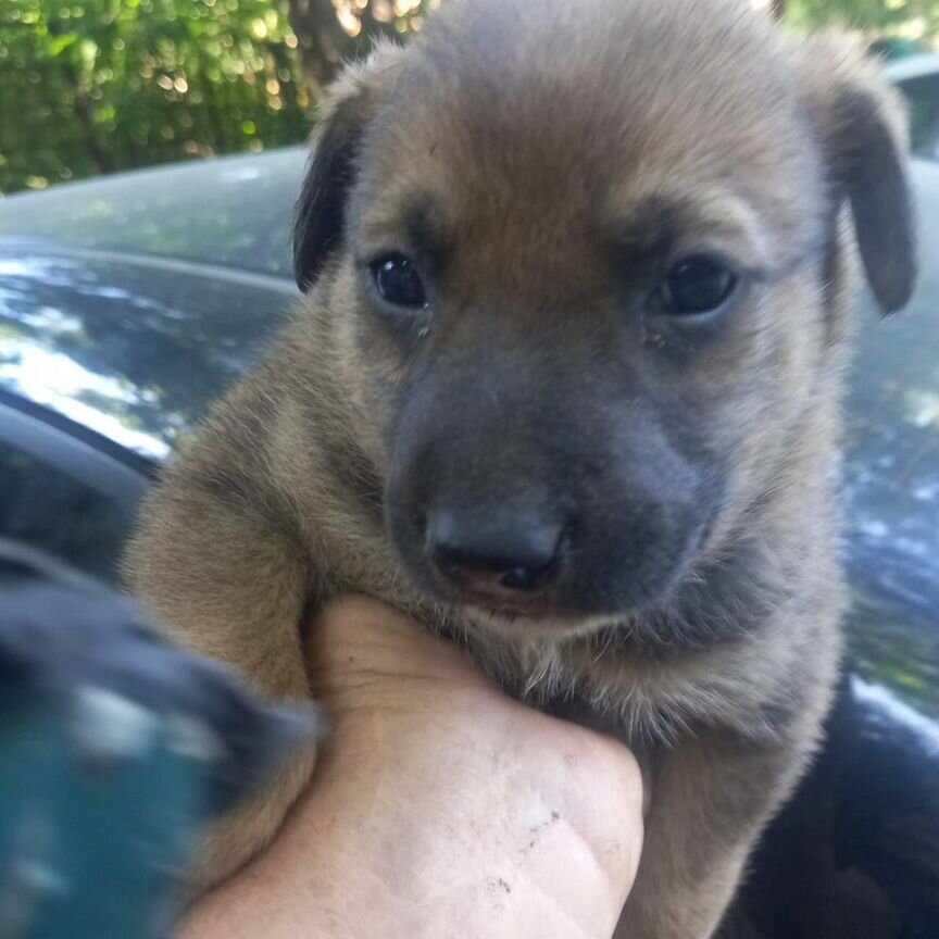 Мальчик 1 месяц. Будет среднего размера