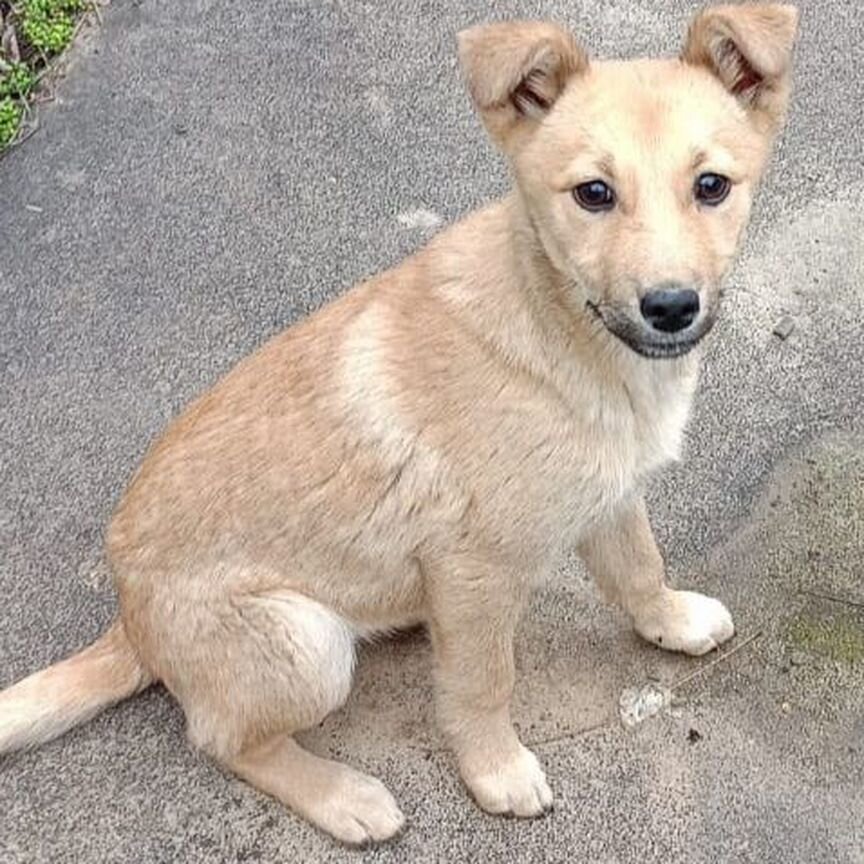 Отдам в добрые руки