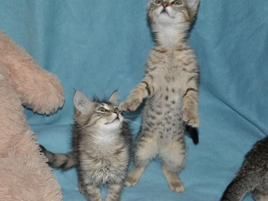 Супер ласковые камышовые котята 2,5 мес