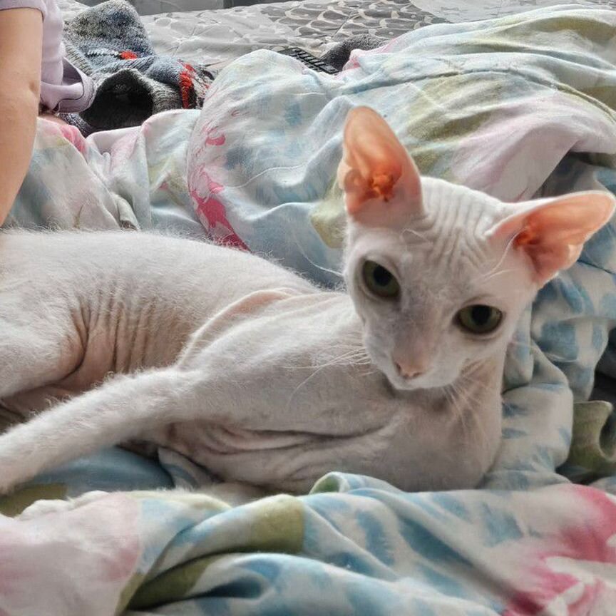 Кошка сфинкс, но есть шерстка