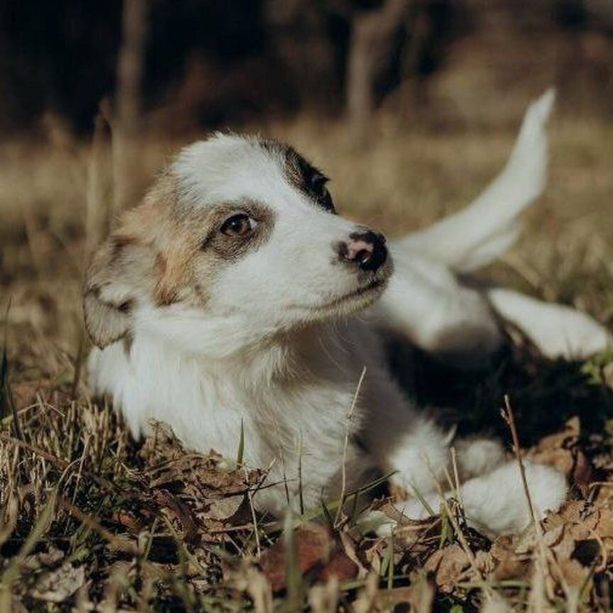 Щенок в добрые руки