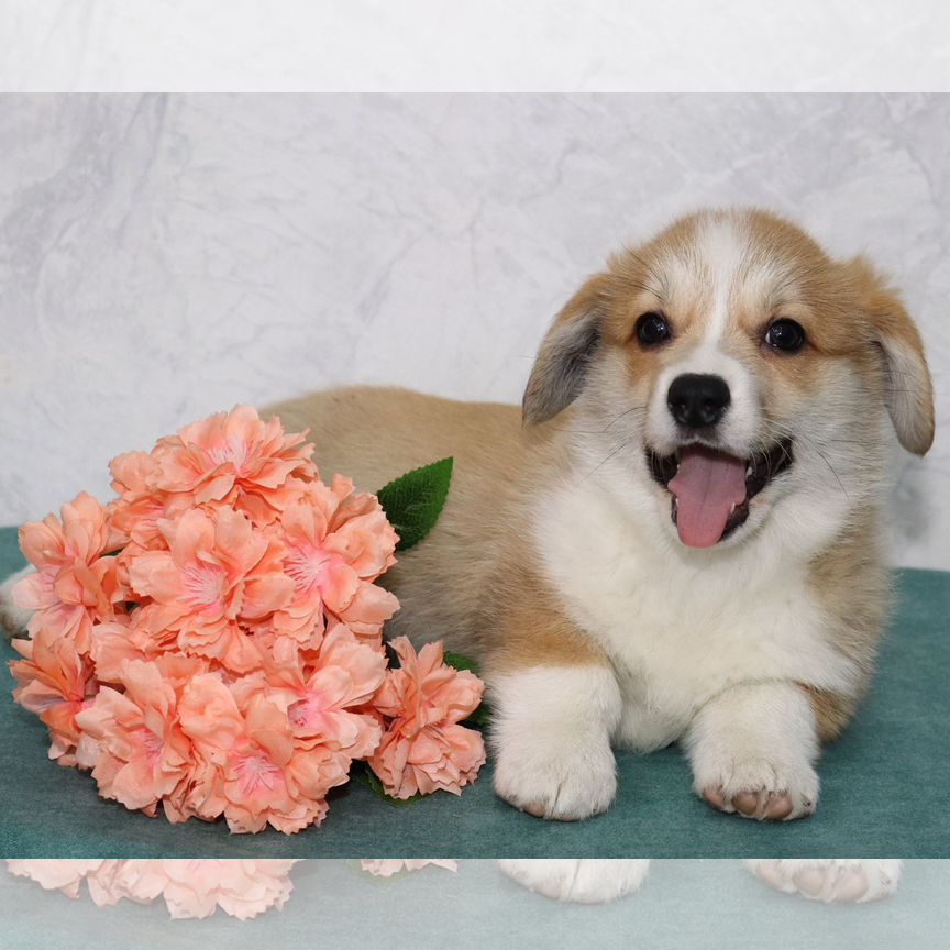 Вельш Корги Пемброк, щенок