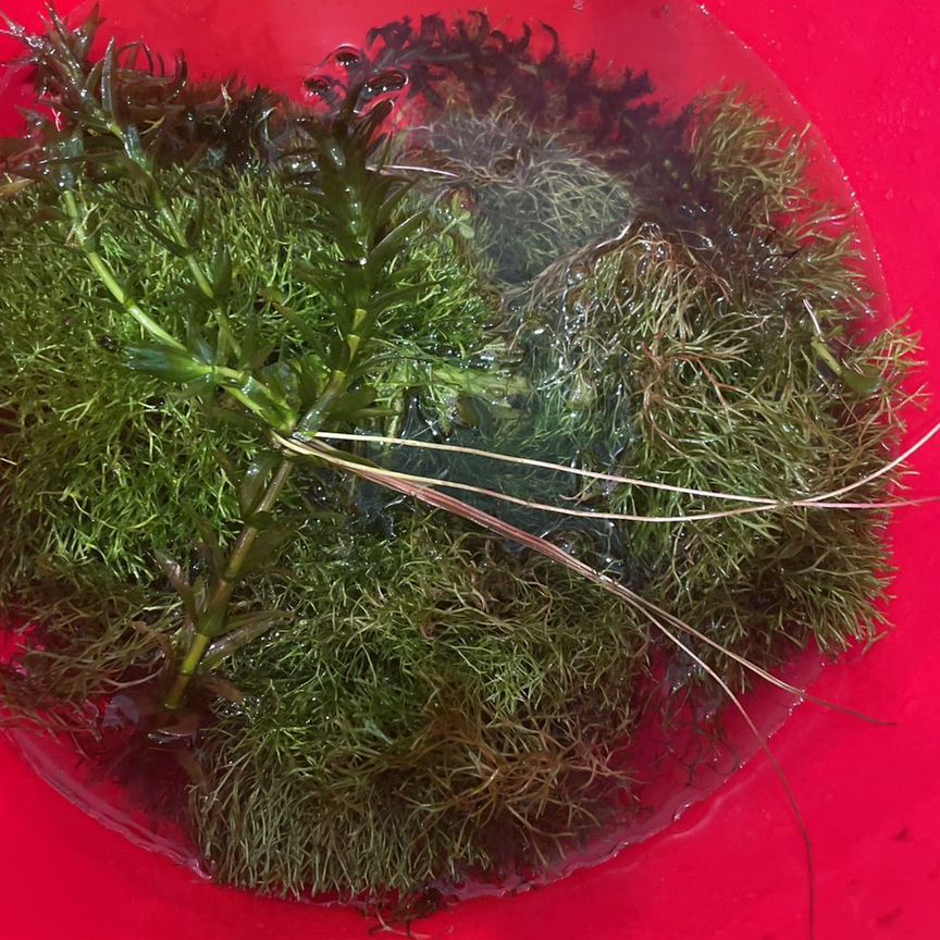 Мох для аквариума