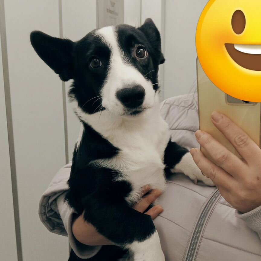 Вельш Корги Кардиган, щенок