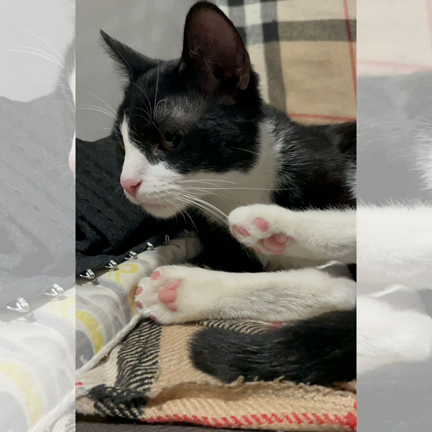 Котёнок в добрые руки